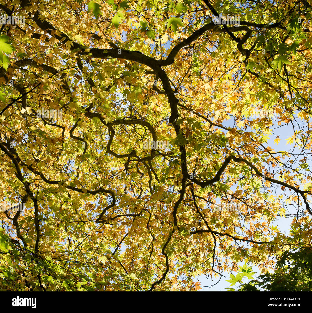 Platanus Orientalis. Oriental plane tree in autumn Stock Photo - Alamy