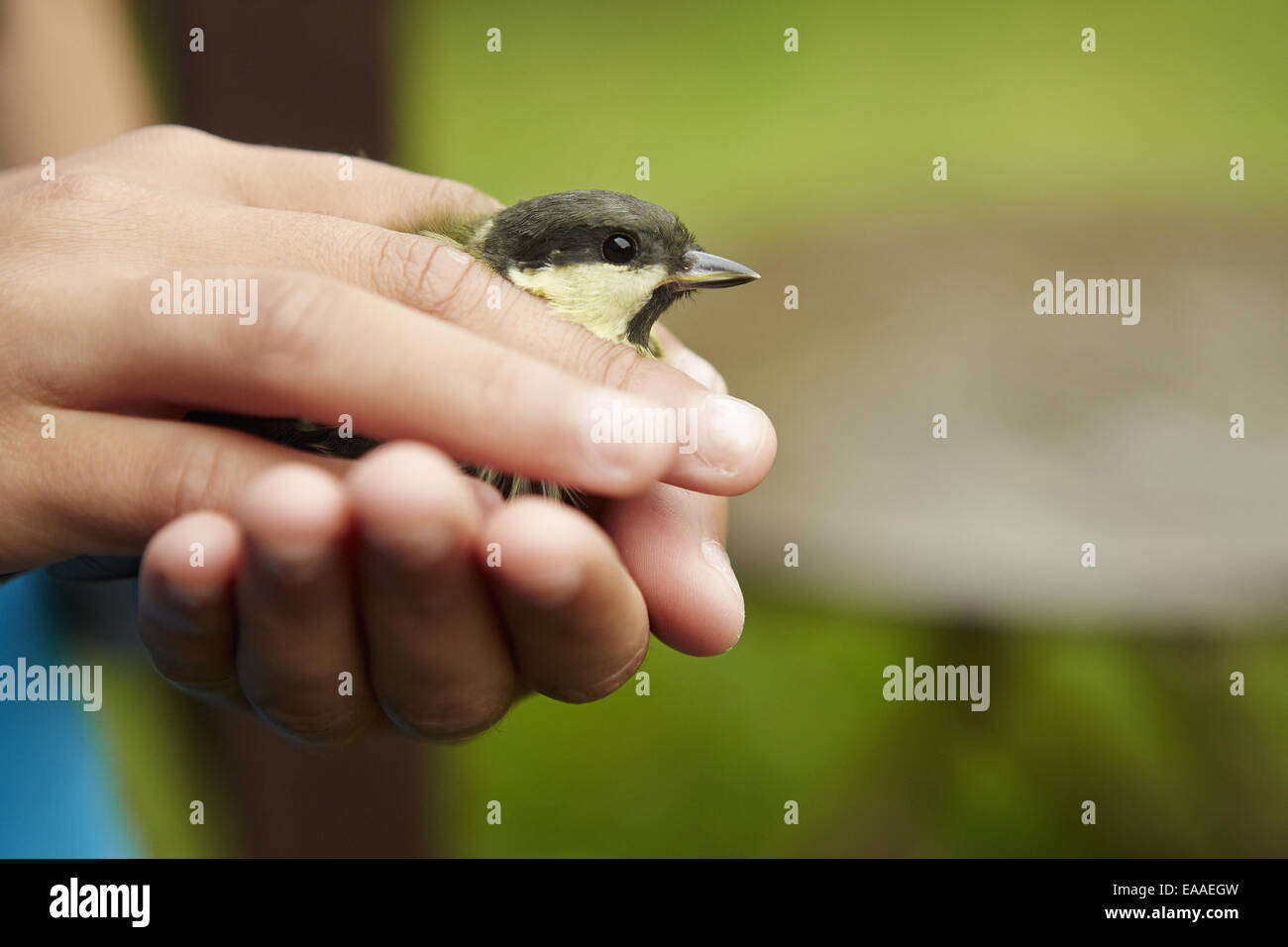 Child holding a bird hi-res stock photography and images - Alamy
