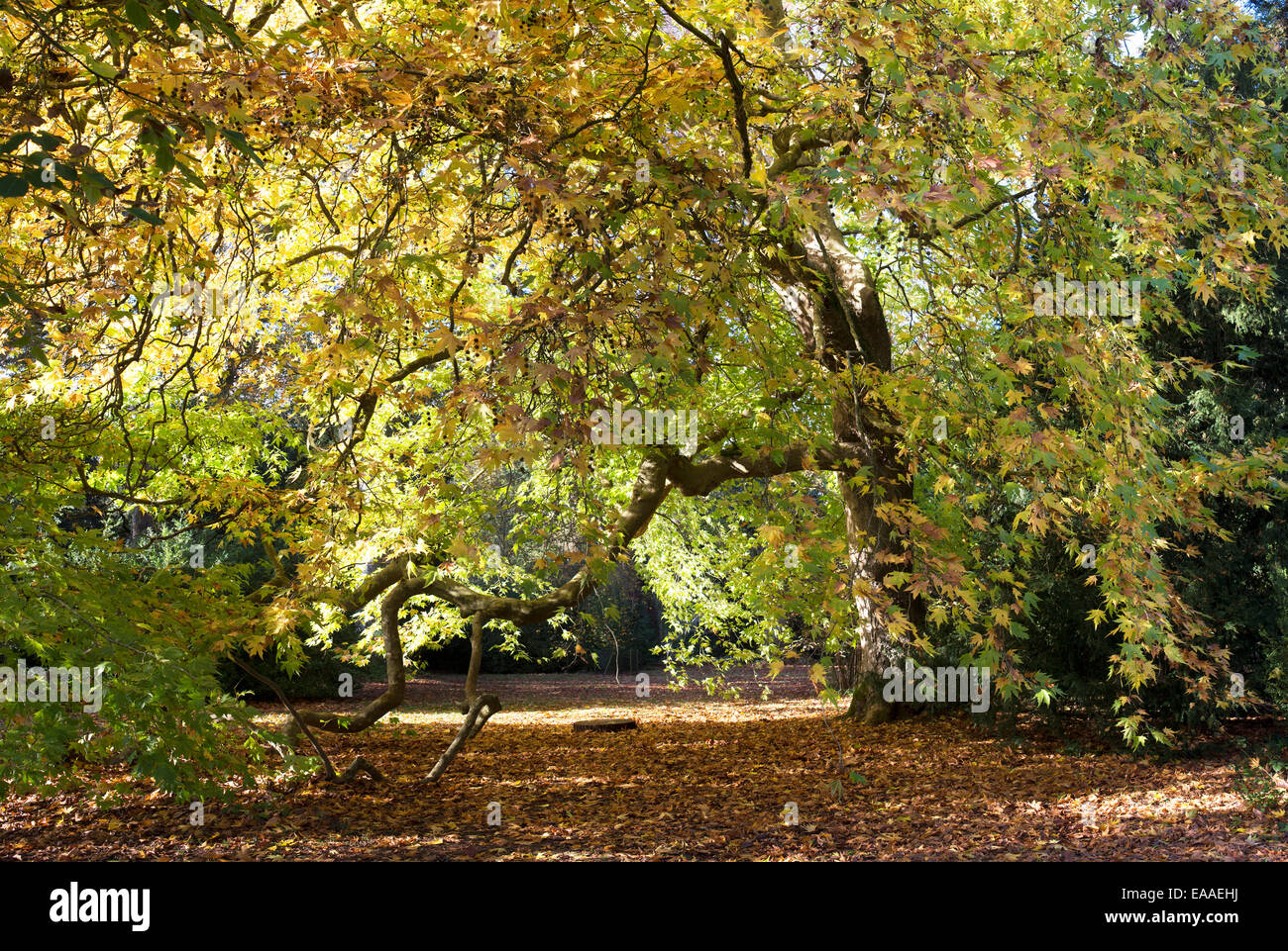 Platanus Orientalis. Oriental plane tree in autumn at Westonbirt ...