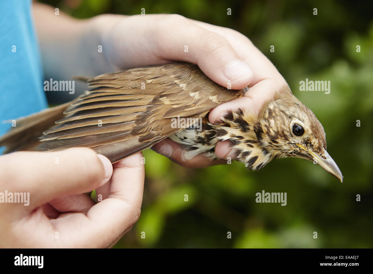 A girl holding a wild bird carefully in her hands checking the wing ...