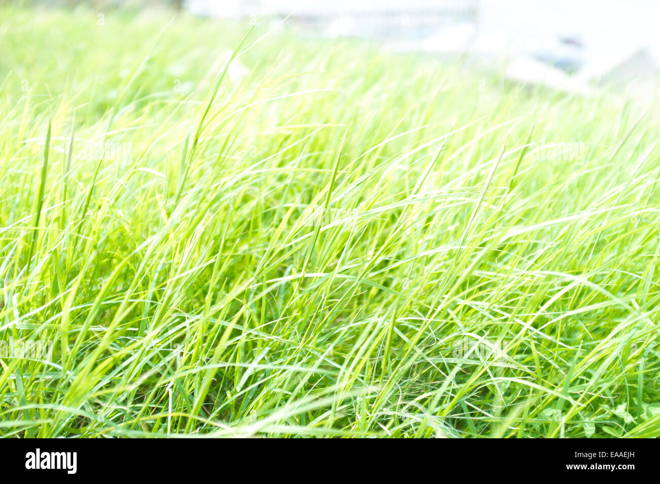 Grassy green pattern hi-res stock photography and images - Alamy