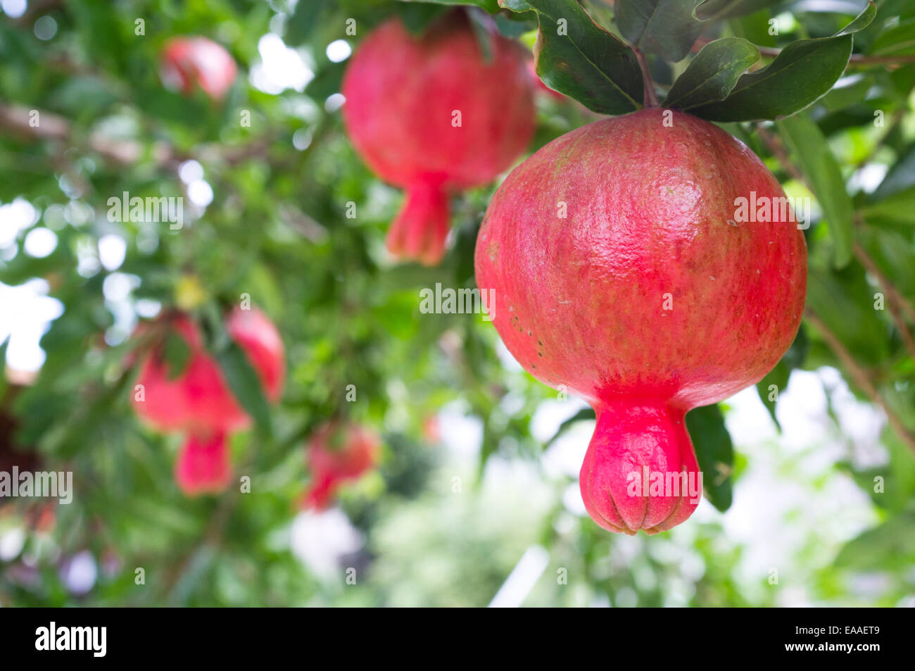 Ripe pomegranates at branches Stock Photo - Alamy