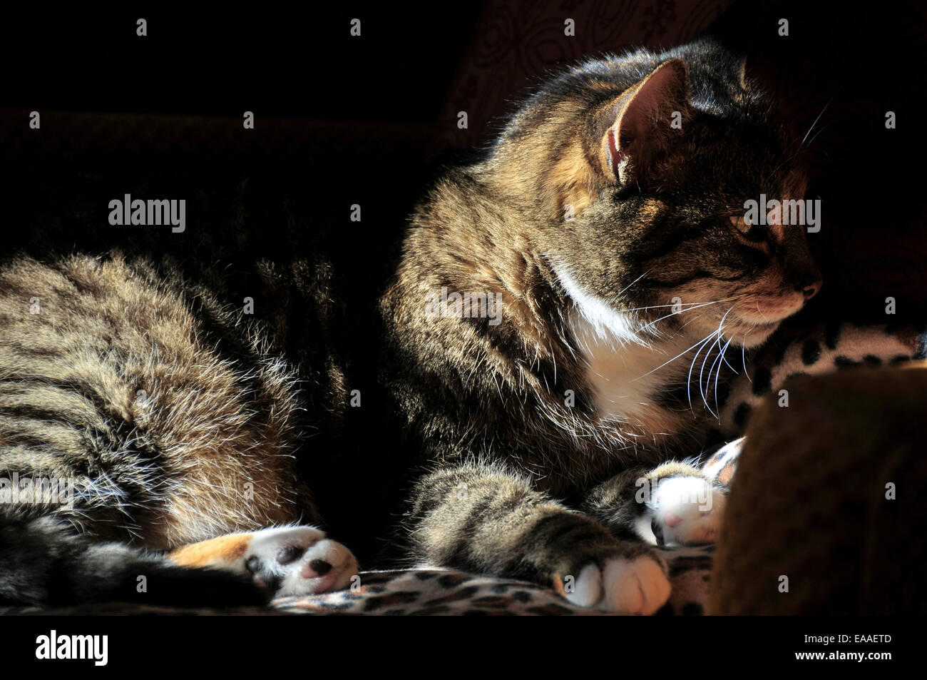cat [cat bed] sunlight shadow [sun room] sun Stock Photo - Alamy