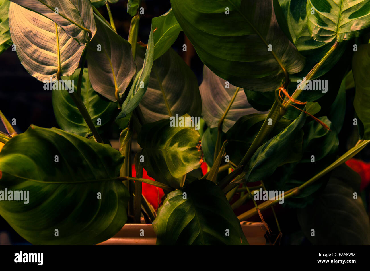 plant [planter pot] leaf [leaf vein] [leaf motif] Stock Photo - Alamy