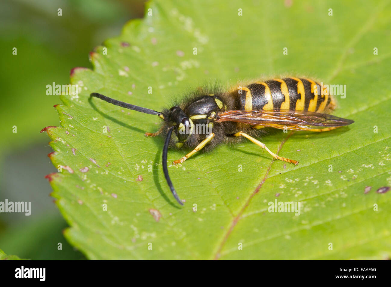 Male Common Wasp on bramble leaf Stock Photo - Alamy