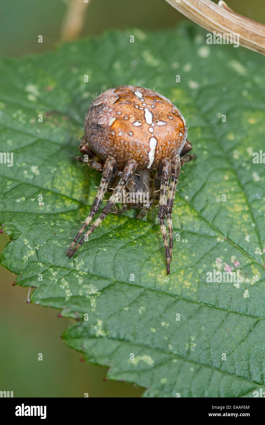 A Garden Spider crouching Stock Photo - Alamy