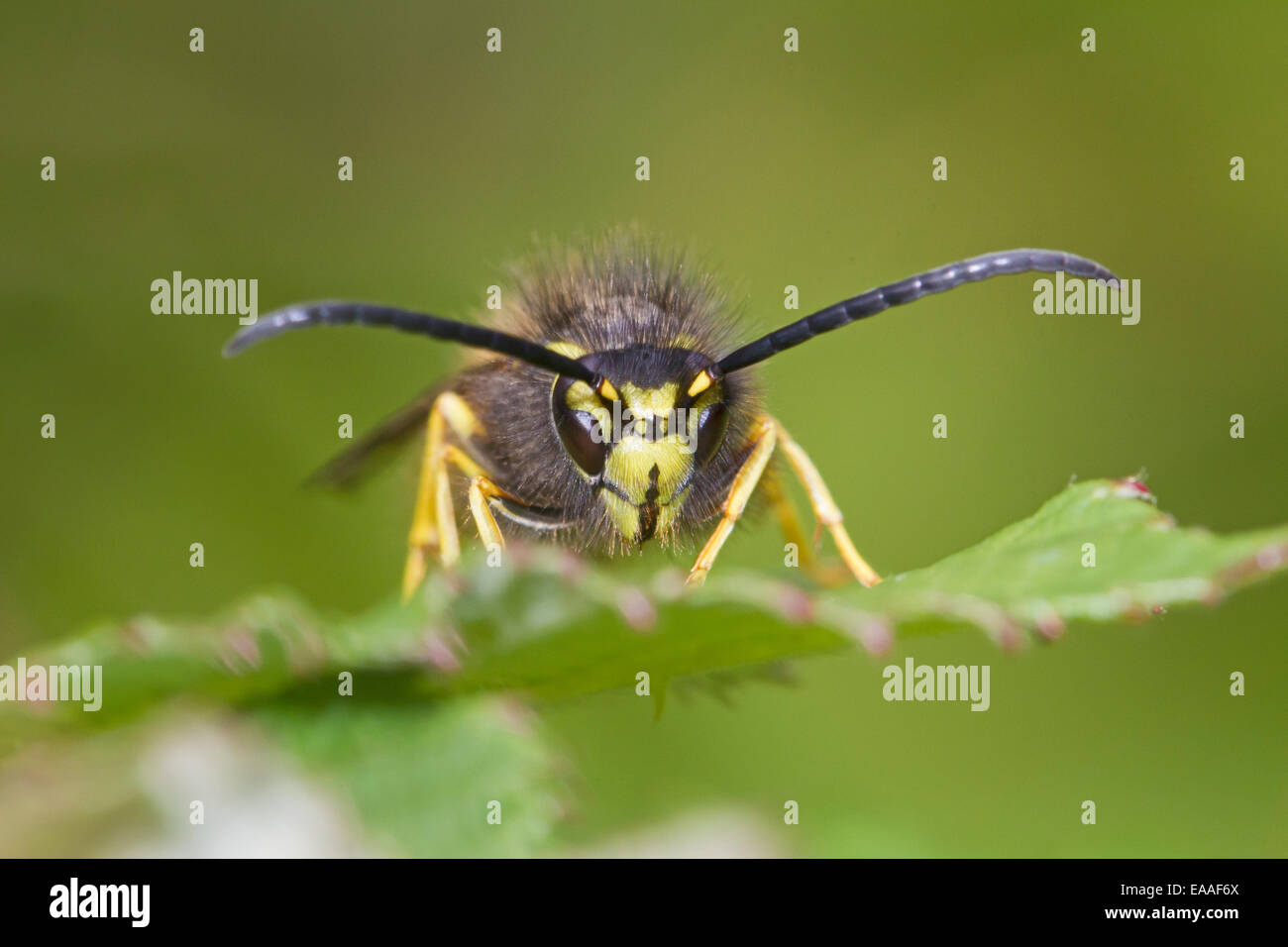 Common Wasp Vespa Vulgaris High Resolution Stock Photography and Images ...