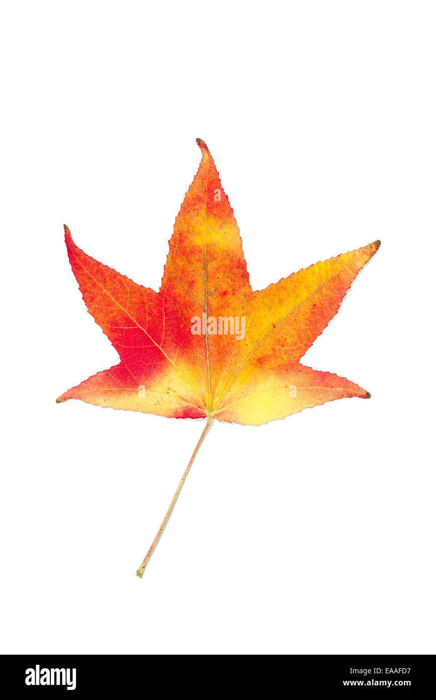 Autumnal colour change in a maple leaf Stock Photo - Alamy