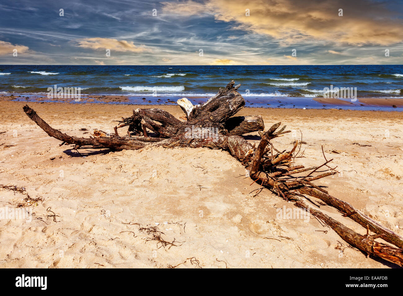Branch on beach hi-res stock photography and images - Alamy