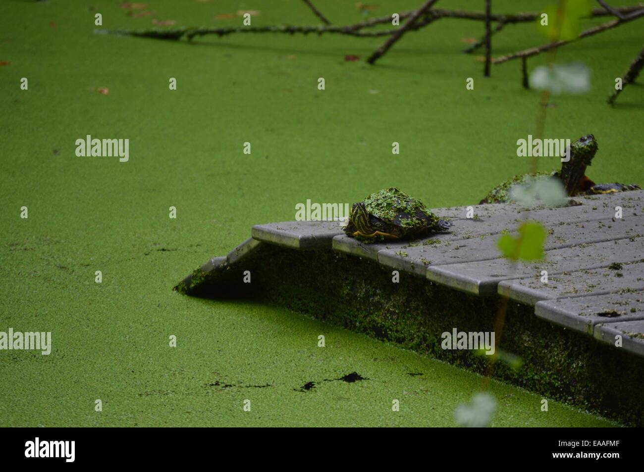Curious turtle hi-res stock photography and images - Alamy
