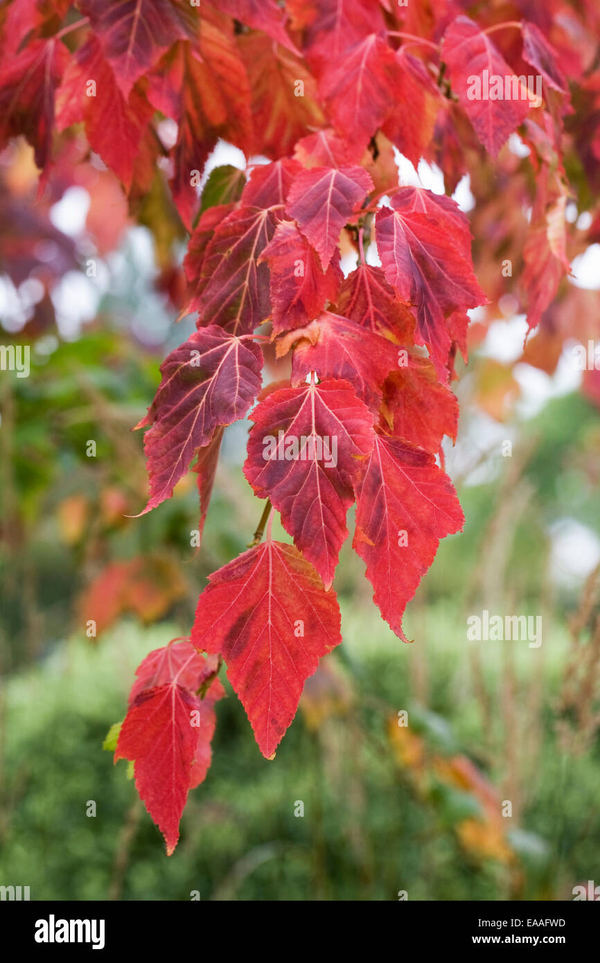 Fiery red maple trees hi-res stock photography and images - Alamy
