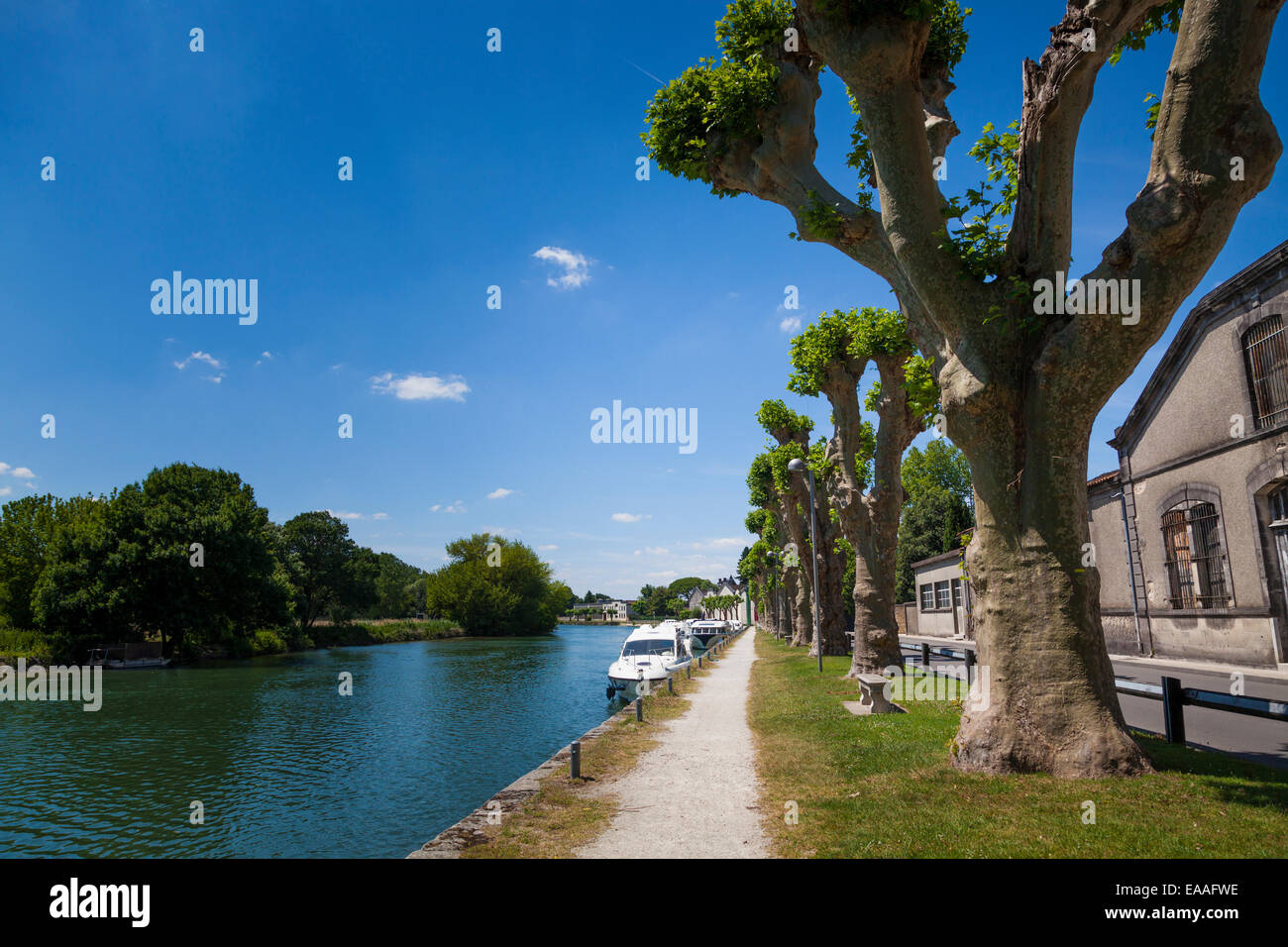 The River Charente at Jarnac with towpath and pollarded trees by the ...