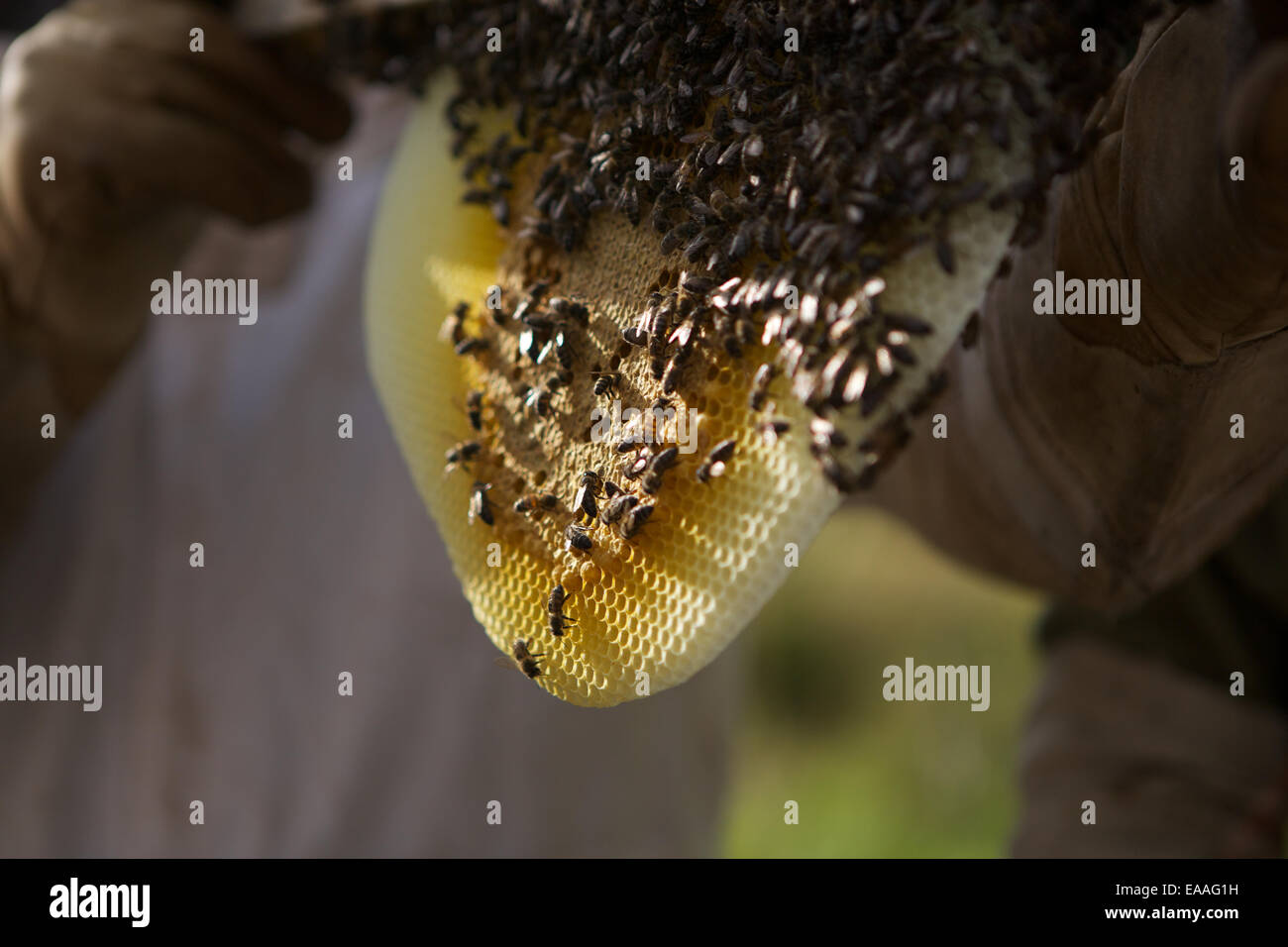 African bee hive hi-res stock photography and images - Alamy