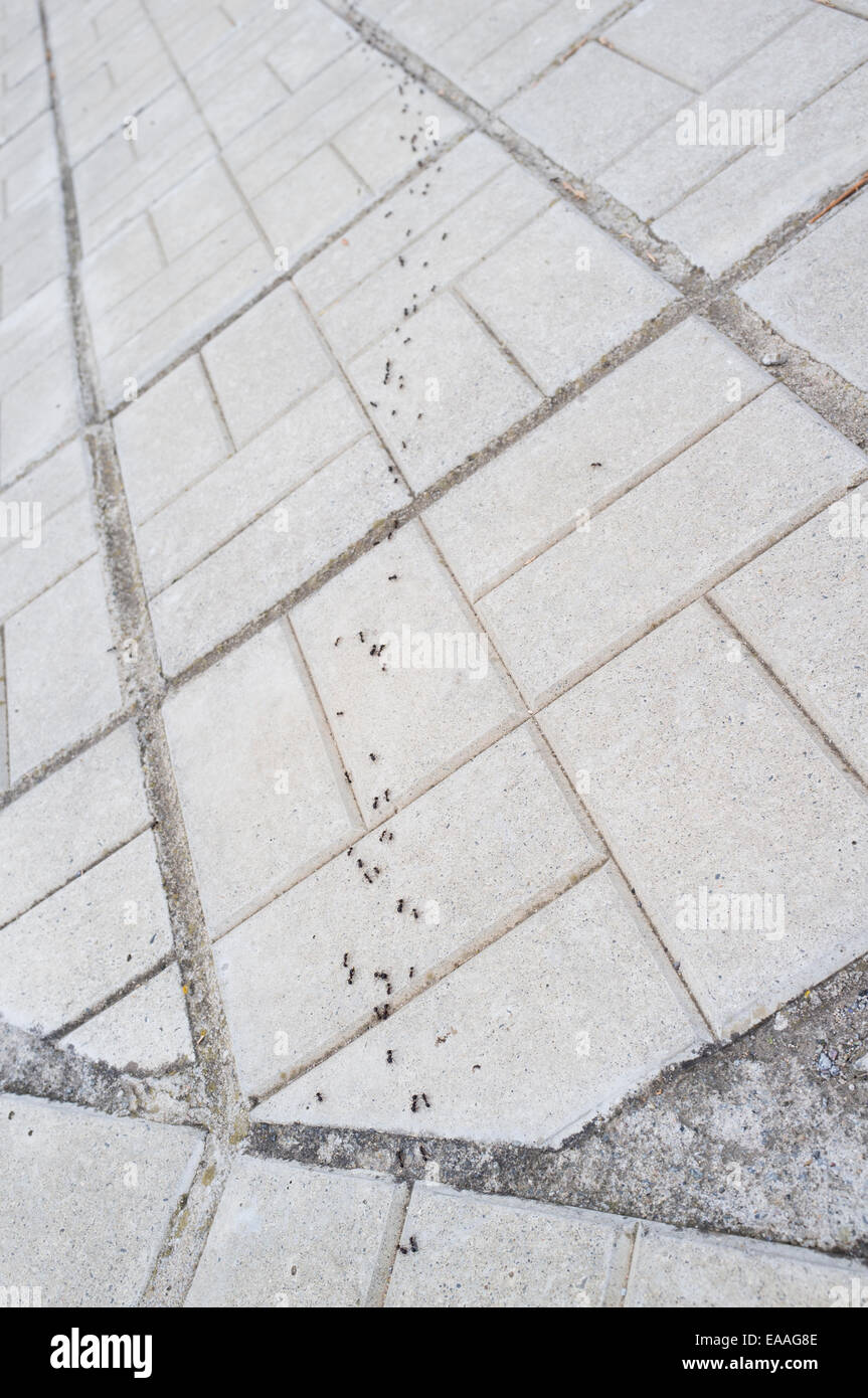 Pavement ant hi-res stock photography and images - Alamy
