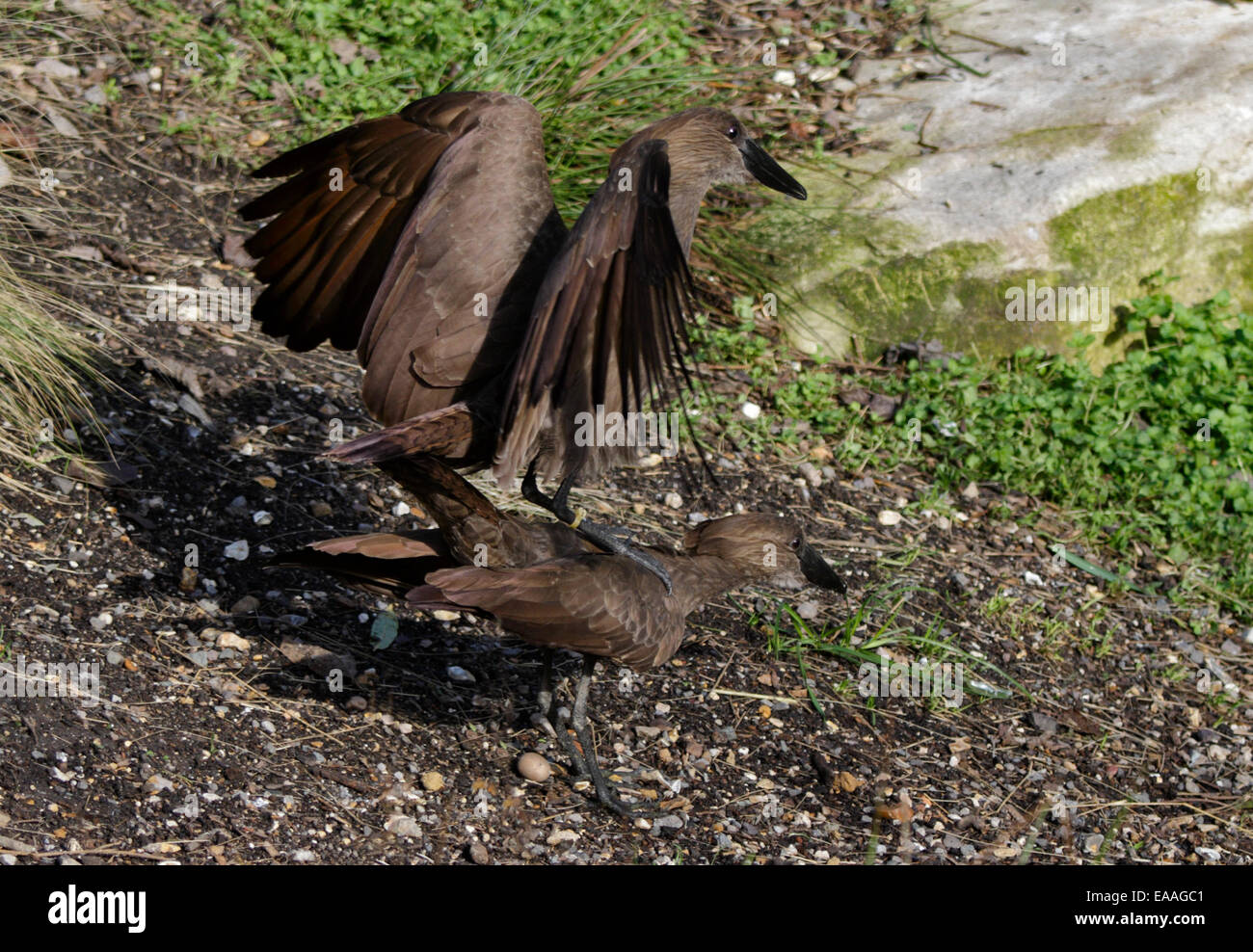 Mating hammerkopfs hi-res stock photography and images - Alamy