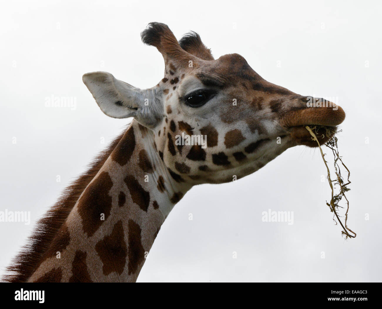 Giraffe (giraffa camelopardarlis) eating hay Stock Photo - Alamy