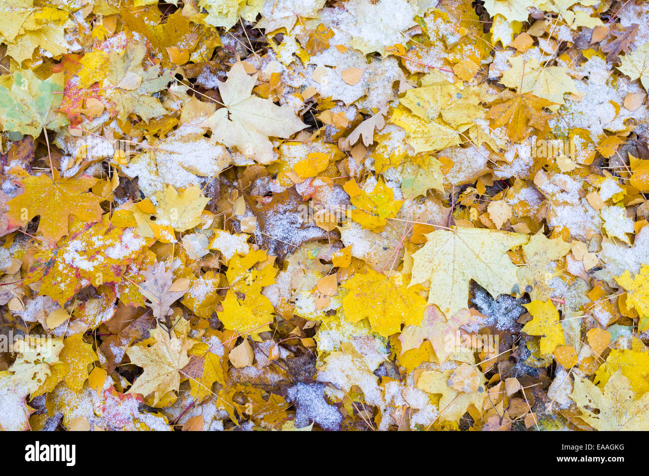 Frozen maple leaves on a forest ground Stock Photo - Alamy