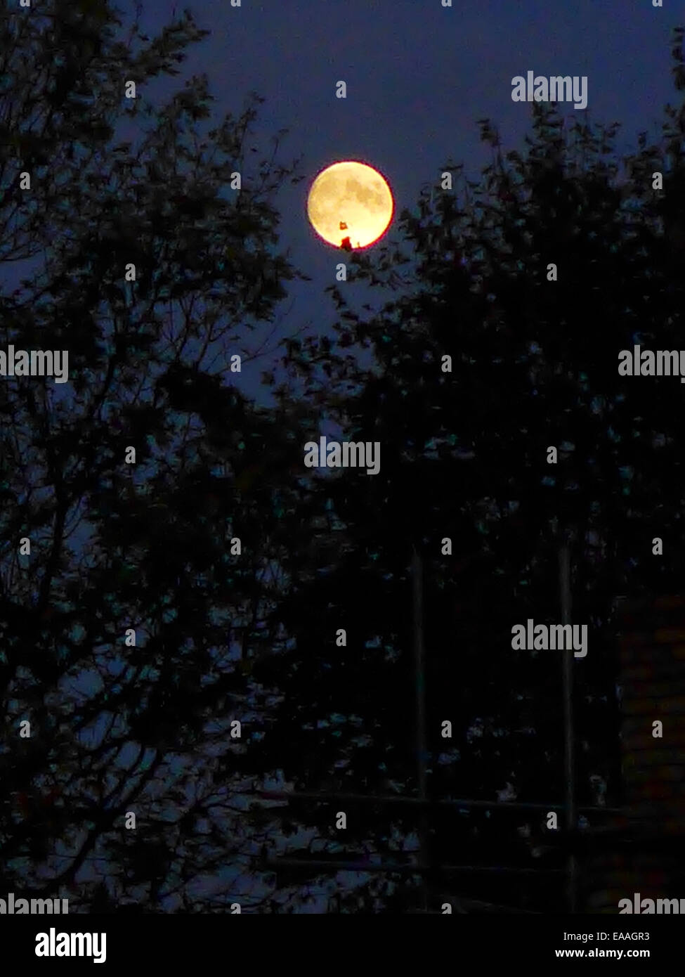 The full moon rising over trees in Nightingale Lane, Wanstead, London ...