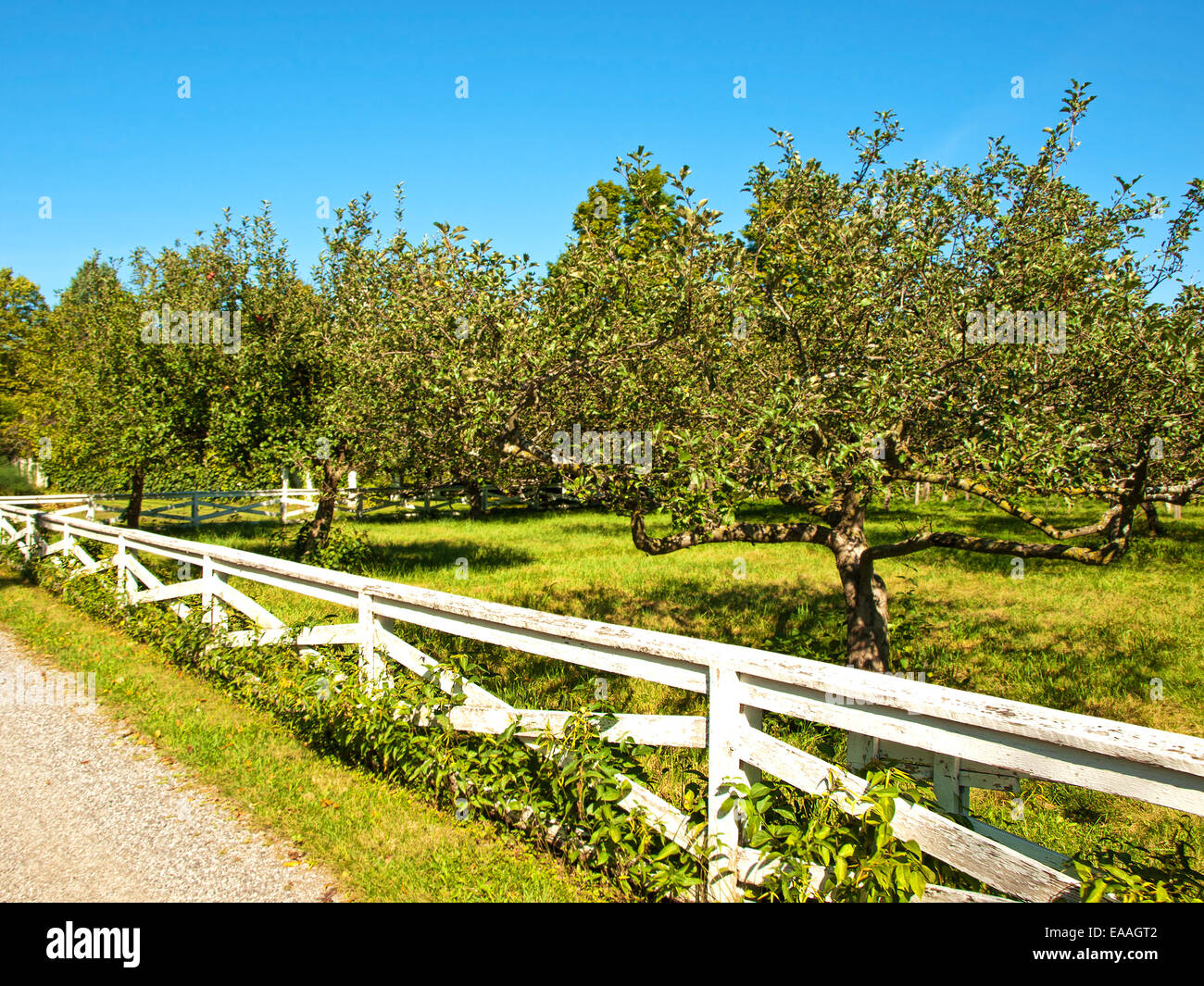 apple orchard in early autumn with white fence Stock Photo - Alamy