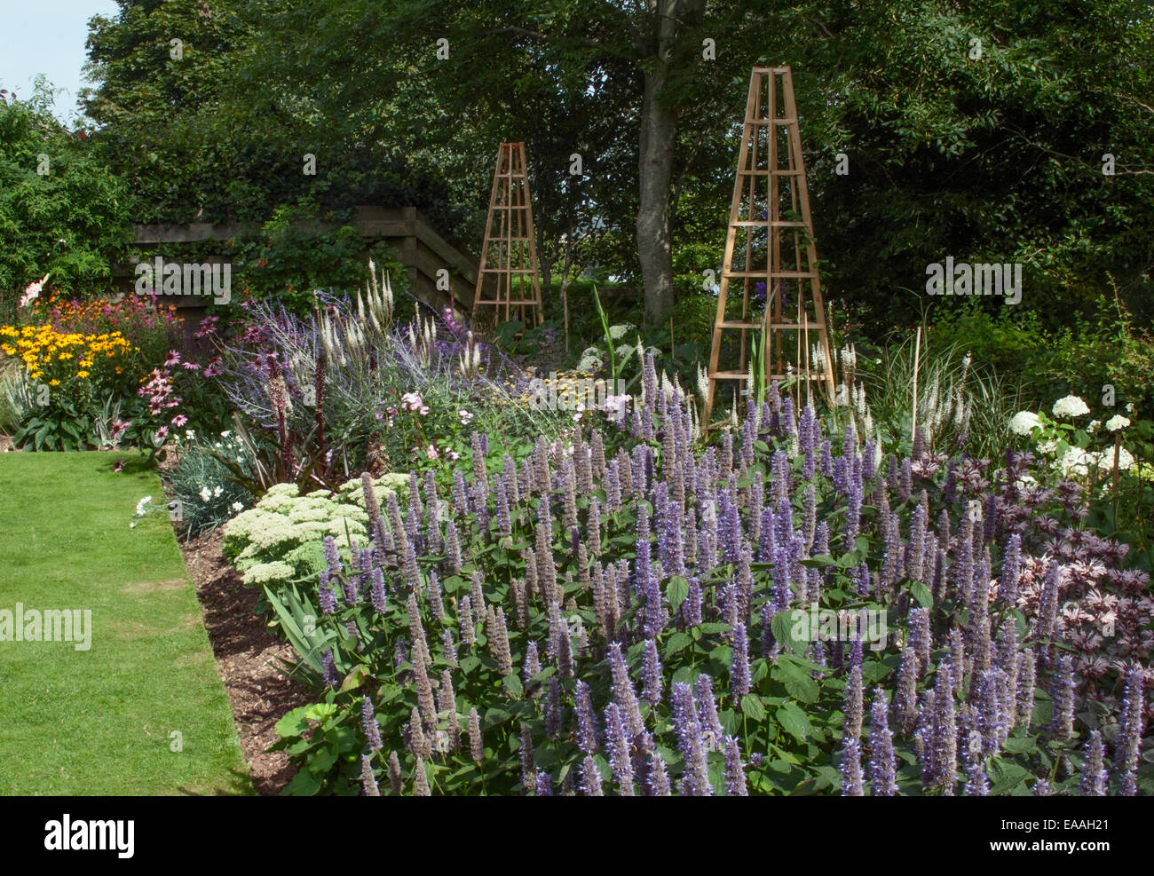 New herbaceous border at Pecorama Gardens, Beer, Devon with Echinacea ...