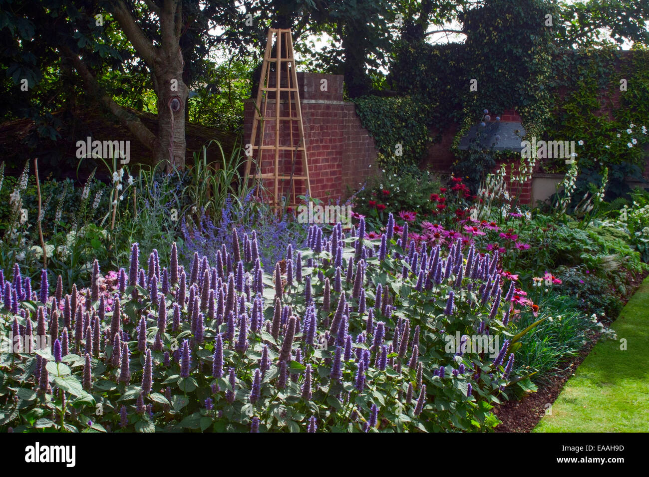 New herbaceous border at Pecorama Gardens, Beer, Devon Agastache ...