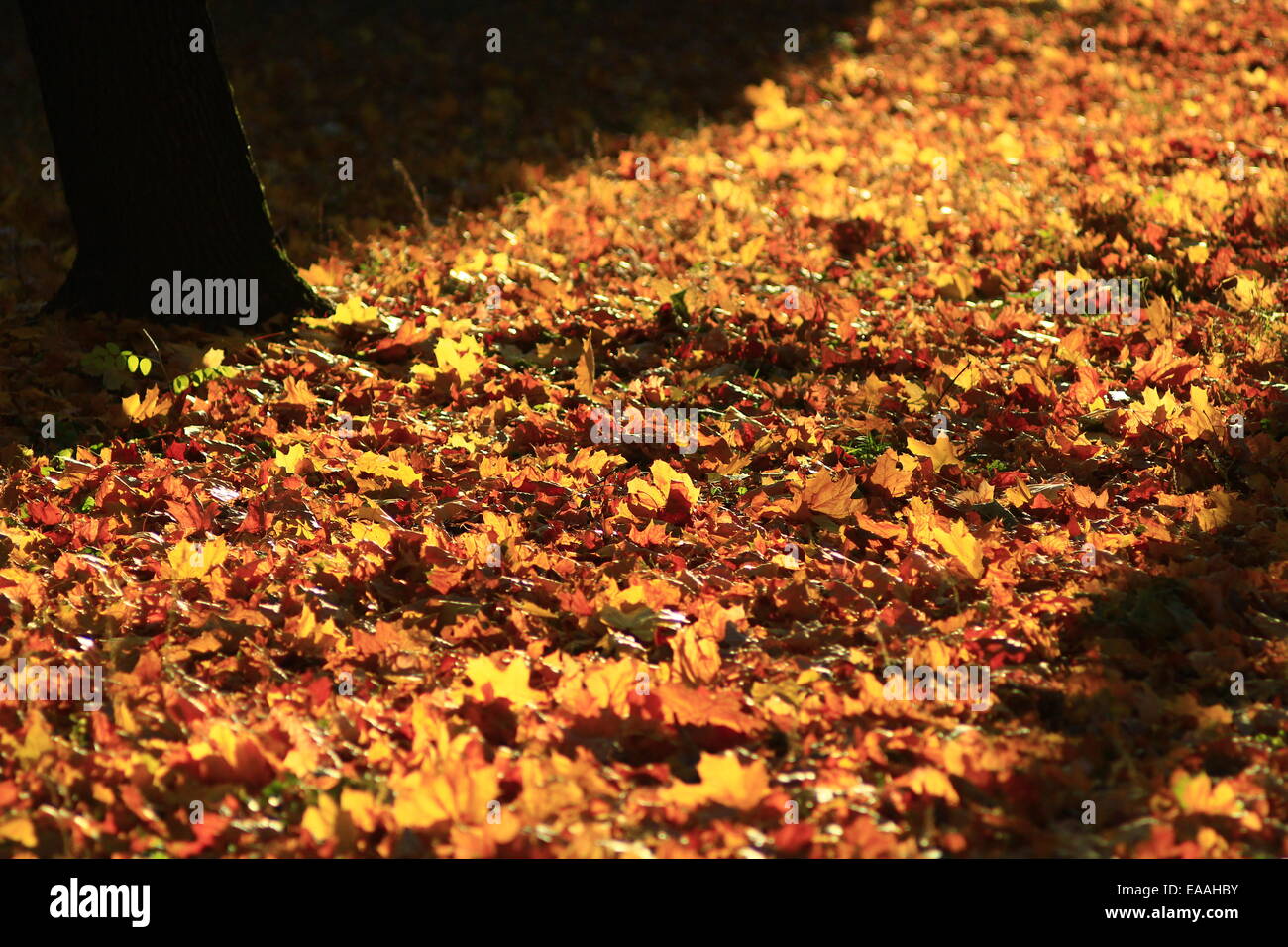 Leaves under the tree hi-res stock photography and images - Alamy