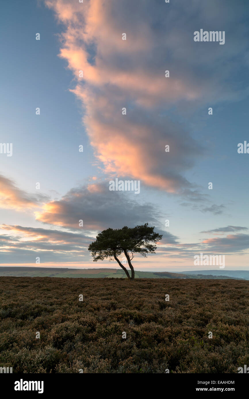 Wheeldale High Resolution Stock Photography and Images - Alamy