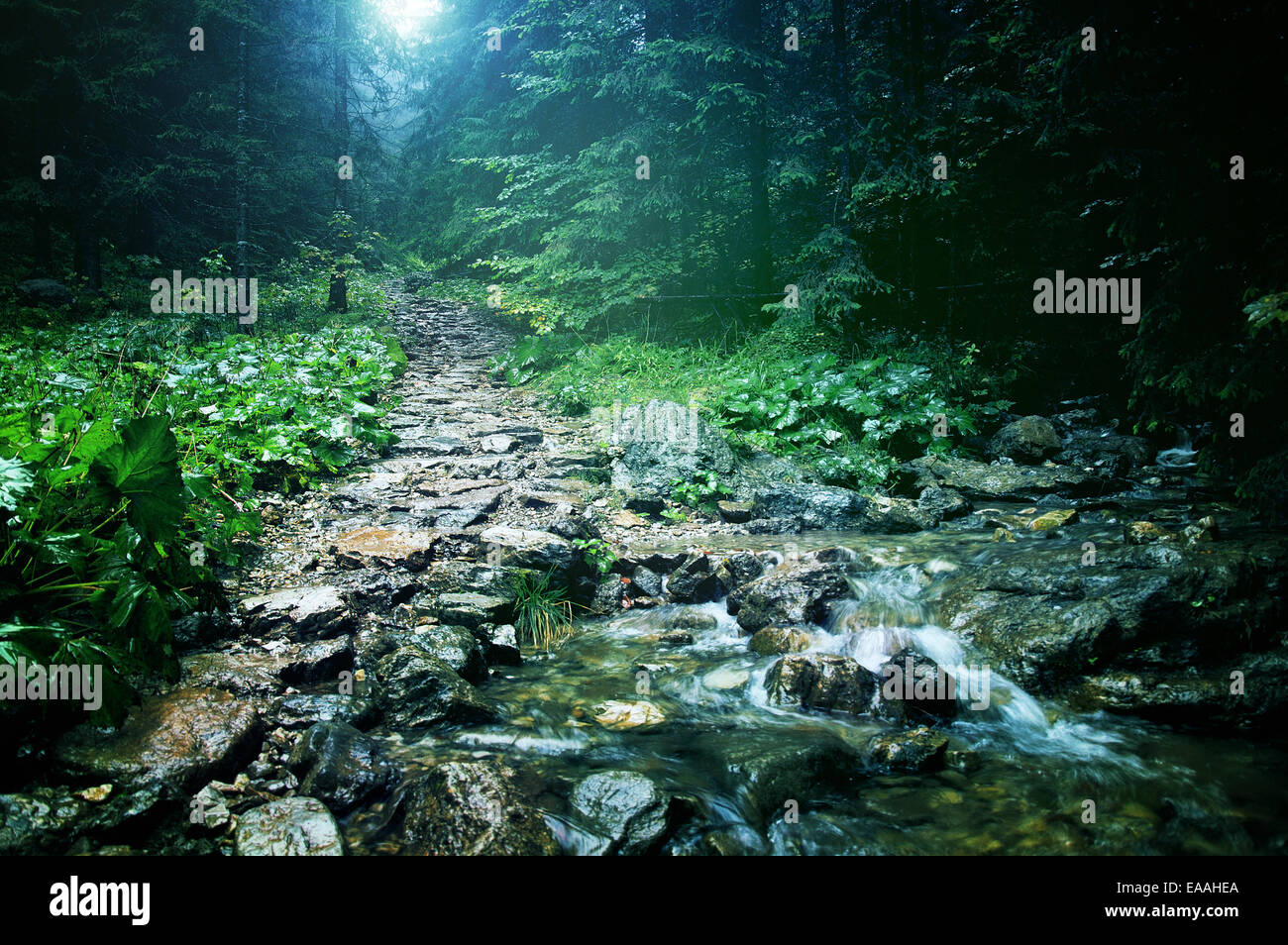 Dark green nature hi-res stock photography and images - Alamy