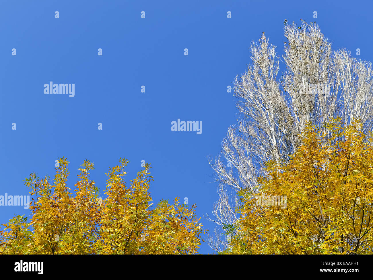 Autumn scene of deciduous trees in October and clear blue sky Stock ...