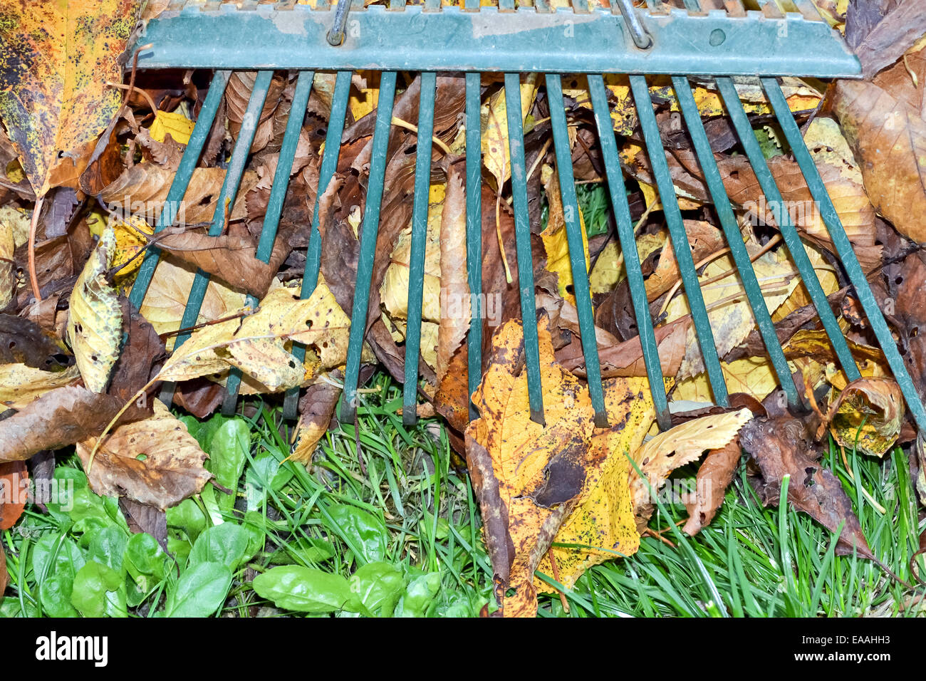 Rake leaves hi-res stock photography and images - Alamy
