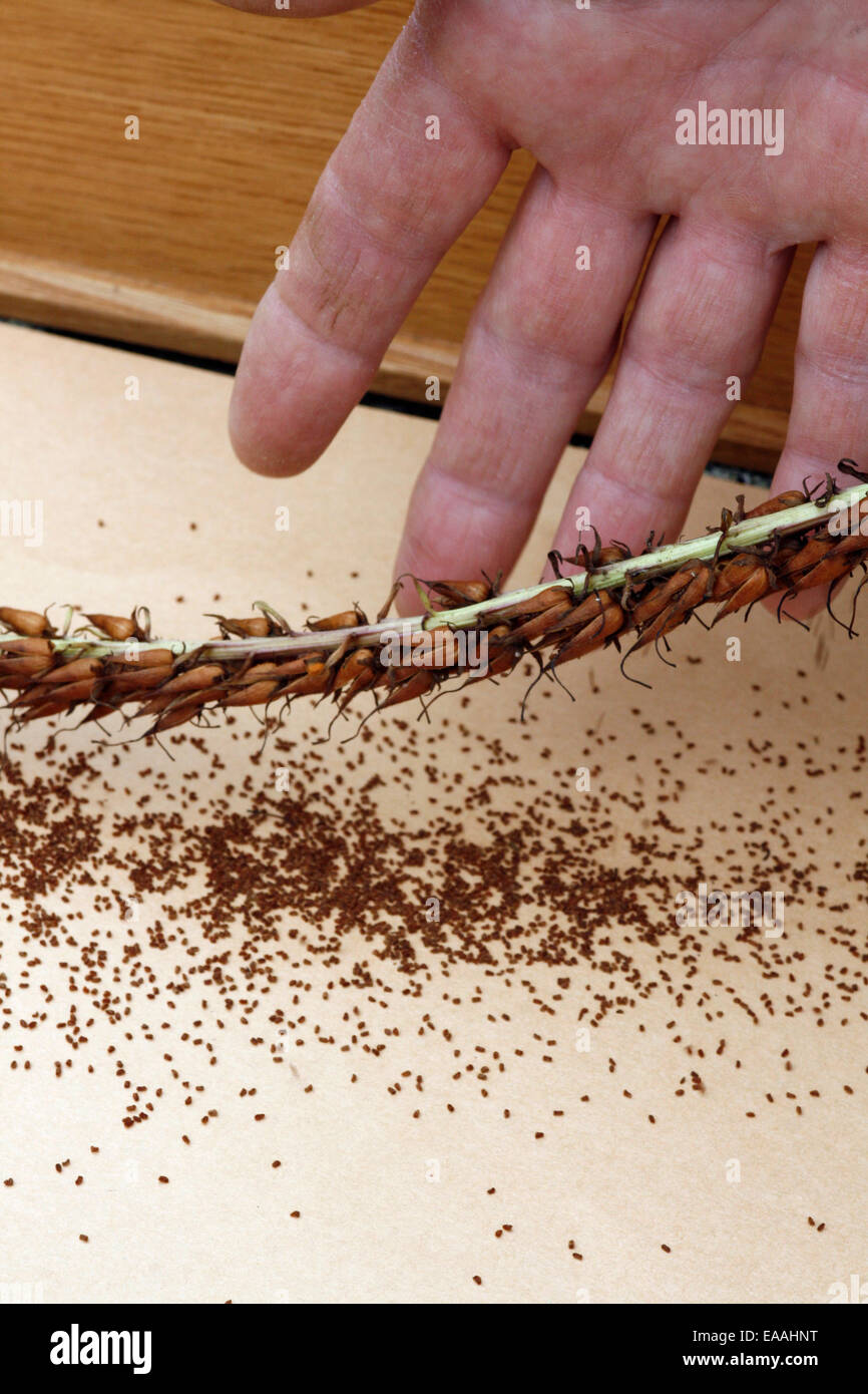 Digitalis Seed High Resolution Stock Photography and Images - Alamy