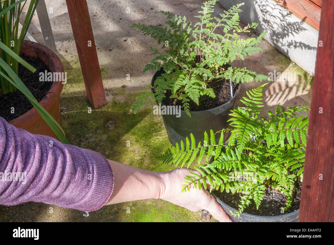 Placing ferns under greenhouse staging Stock Photo - Alamy