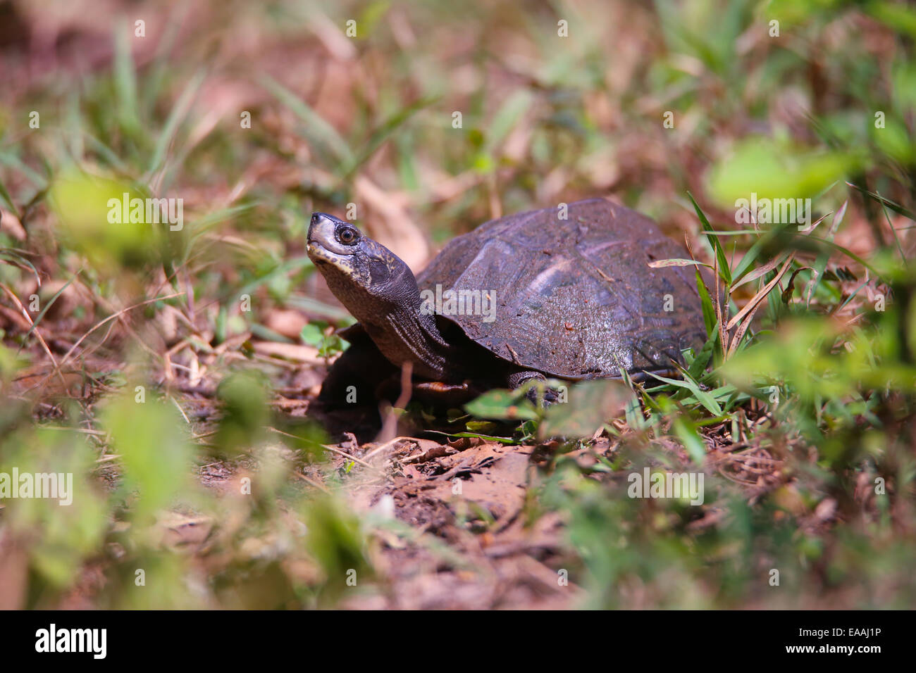 Water tortoise hi-res stock photography and images - Alamy
