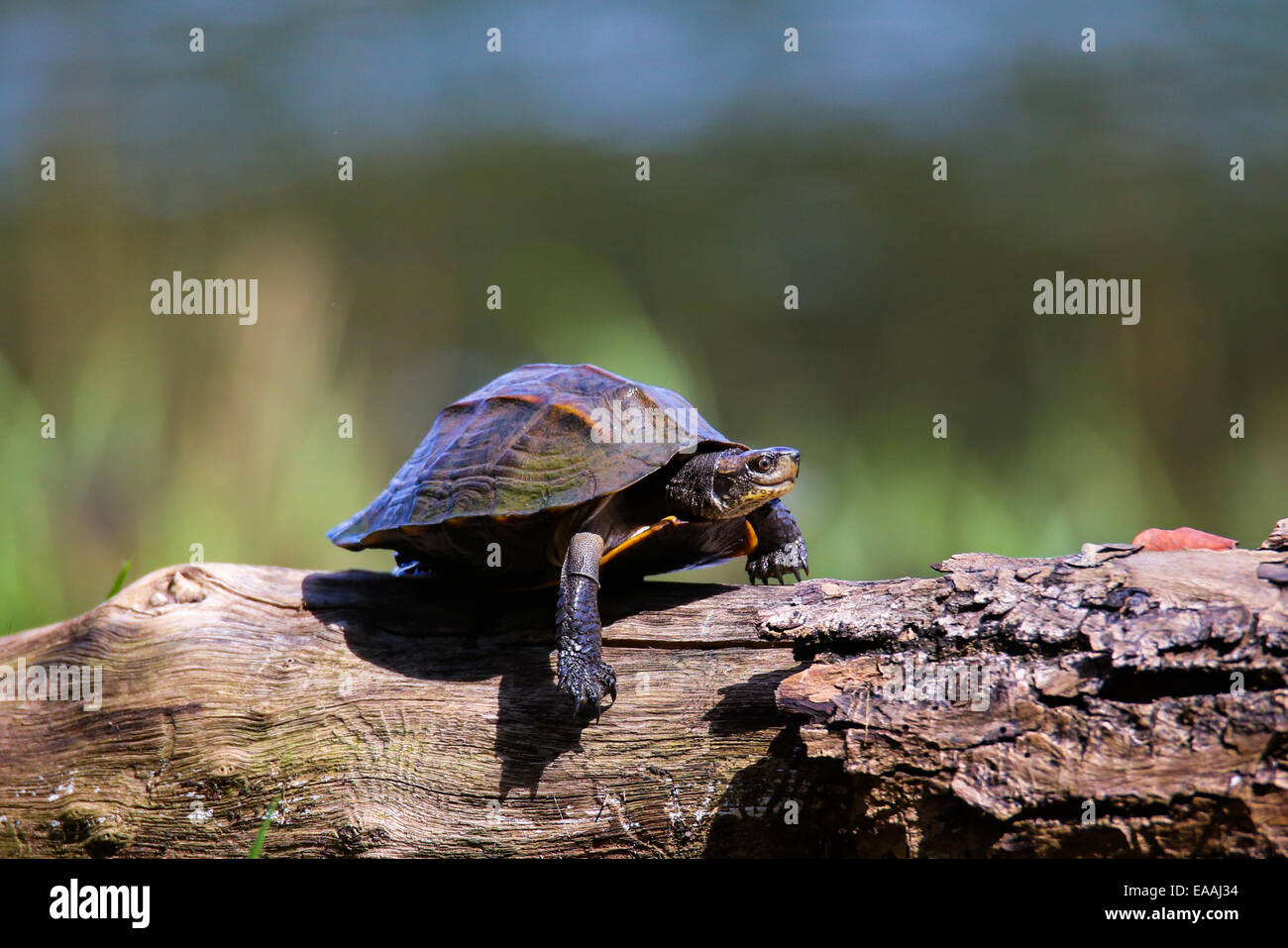 Water tortoise hi-res stock photography and images - Alamy