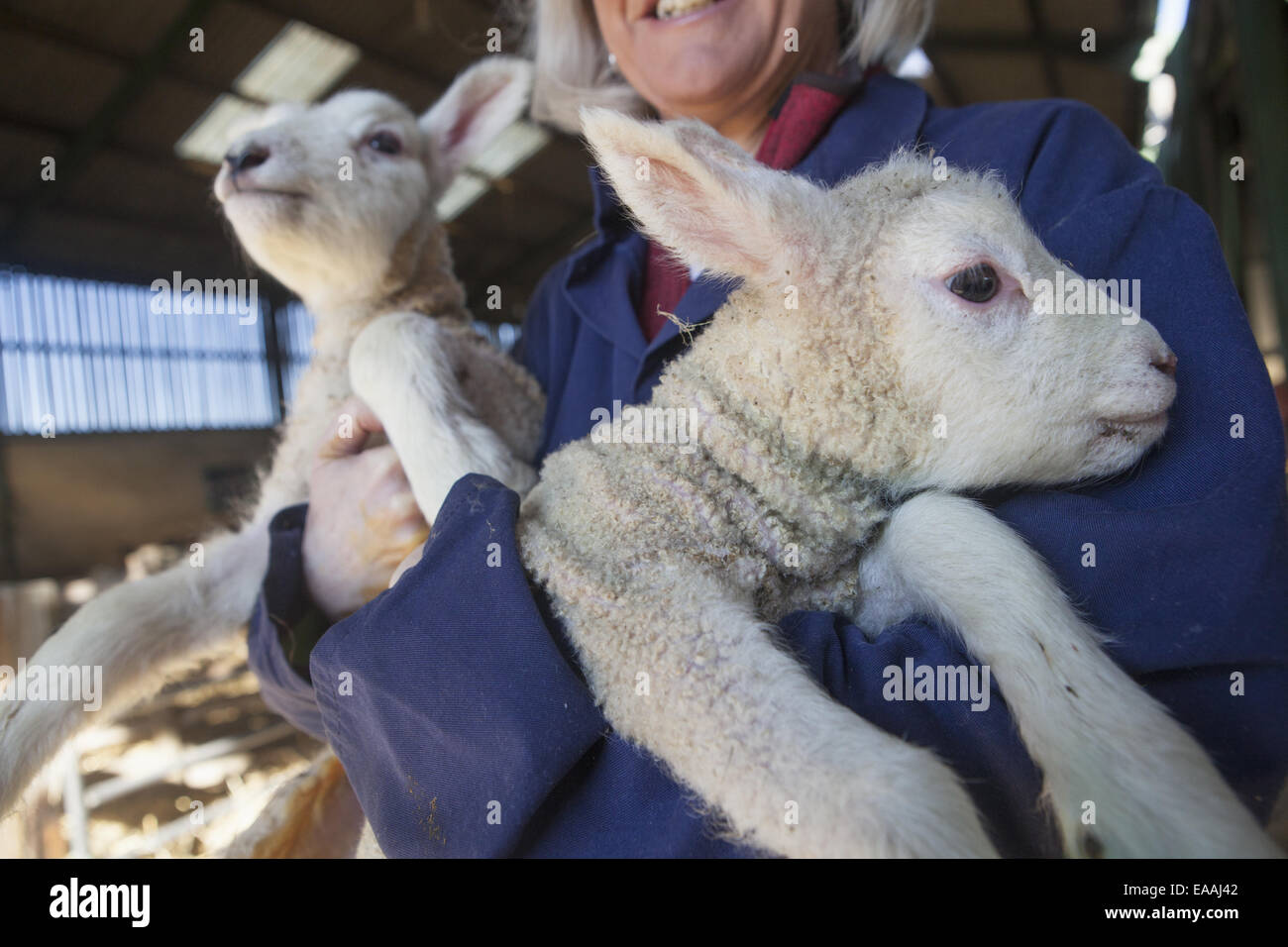 Woman holding two lambs in her arms. New spring lambs in the lambing ...
