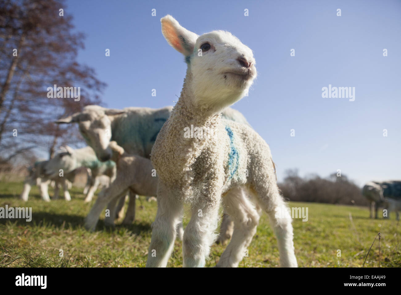 Lambs sheep in spring hi-res stock photography and images - Alamy