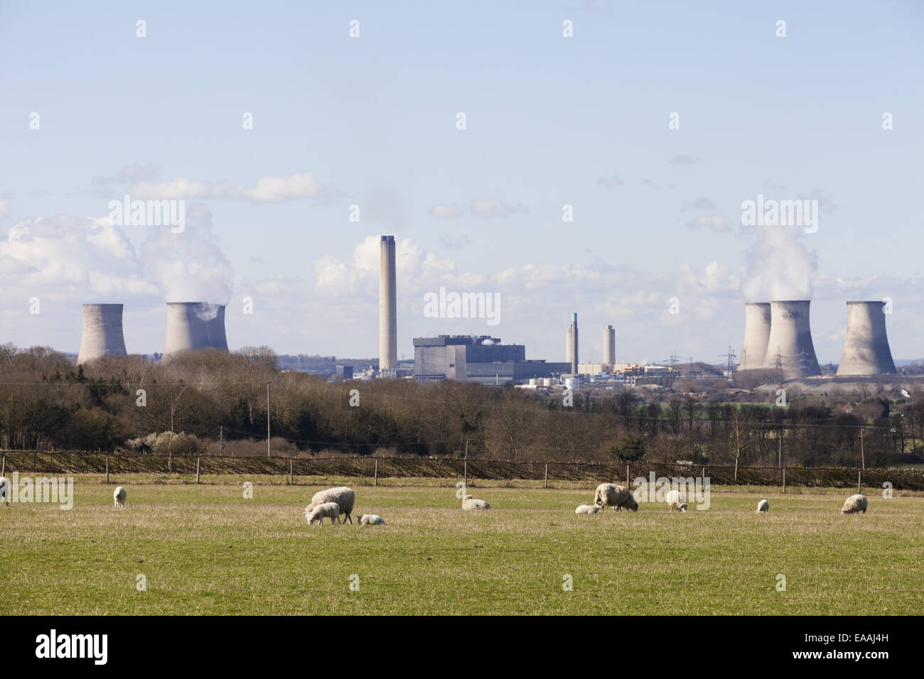 Herd of sheep on a meadow. Didcot coal fired power station in the ...