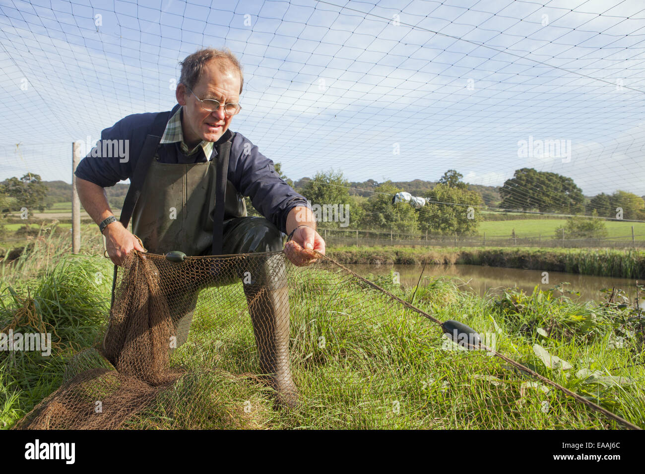 A man handling a large net, pulling it across water. Netting young carp ...