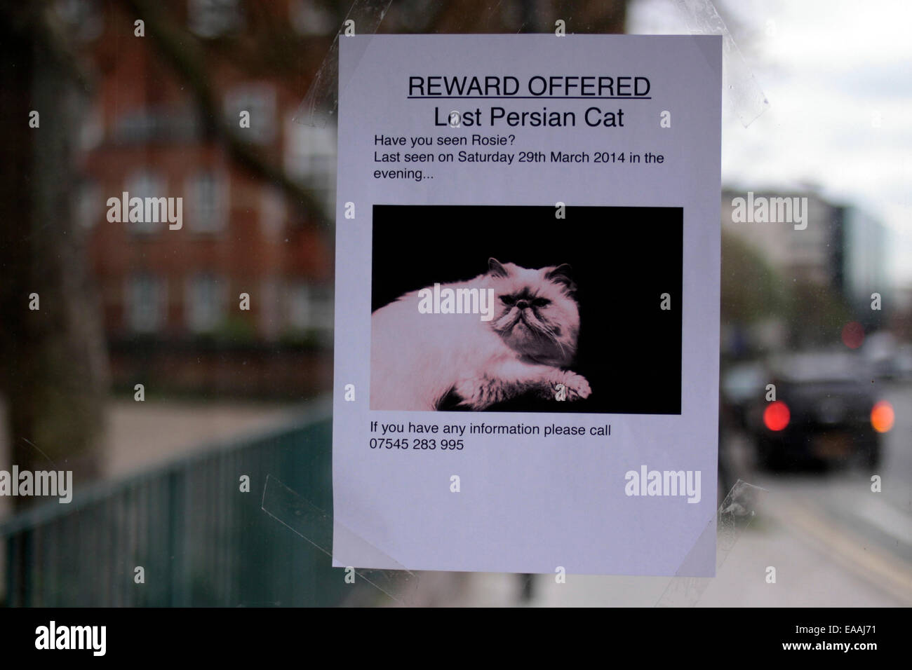 Poster for a lost cat at a bus stop in London Stock Photo - Alamy