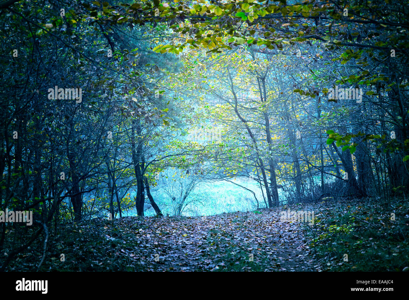 Dark creepy foggy forest hi-res stock photography and images - Alamy