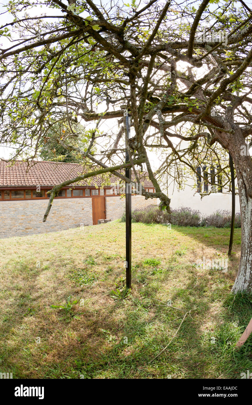 The Glastonbury Thorn, an ancient hawthorn tree in the grounds of ...