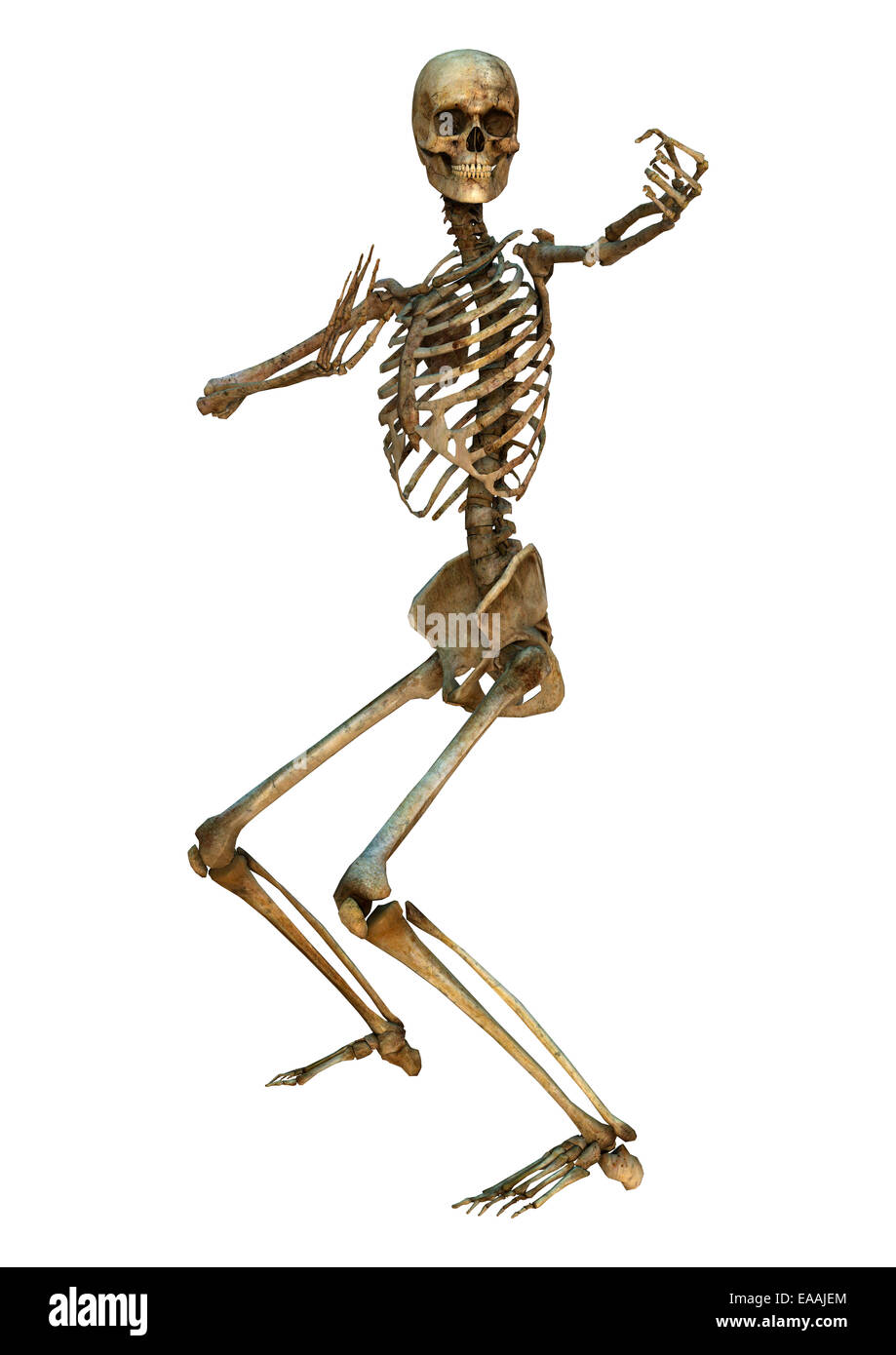 3D digital render of a human skeleton in a tate-tsuki martial arts ...