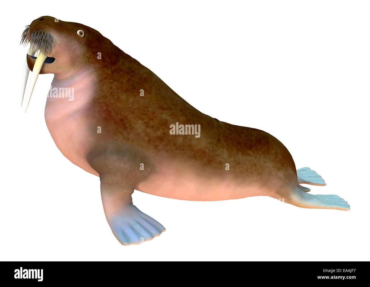 3D digital render of a large walrus isolated on white background Stock ...