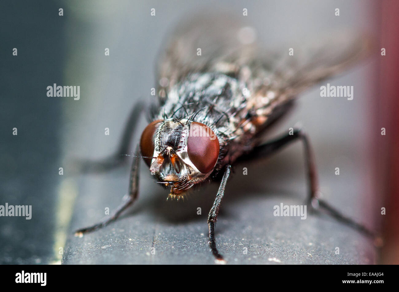 Fly on the Wall Stock Photo - Alamy