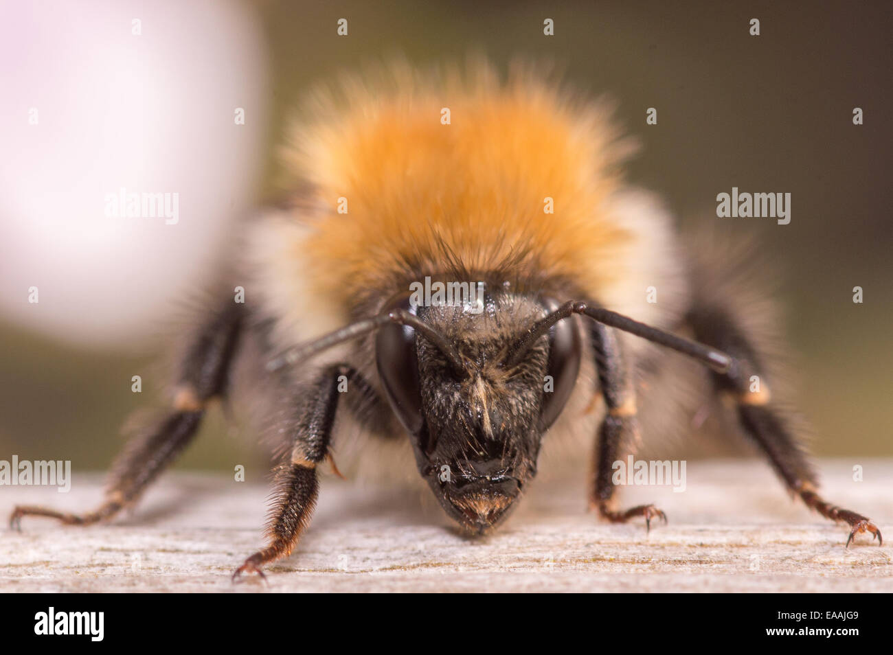 Bee on the Deck Stock Photo - Alamy