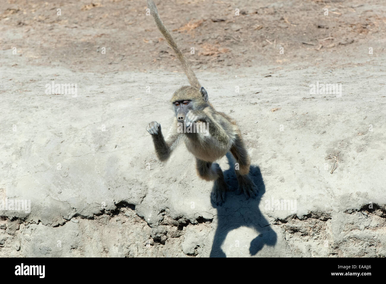 Leaping baboon hi-res stock photography and images - Alamy