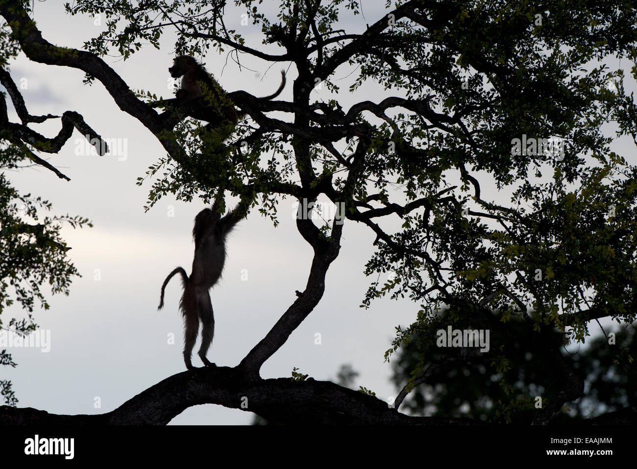 Baboon climbing tree hi-res stock photography and images - Alamy