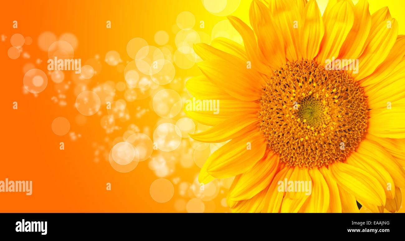 Abstract sunflower hi-res stock photography and images - Alamy