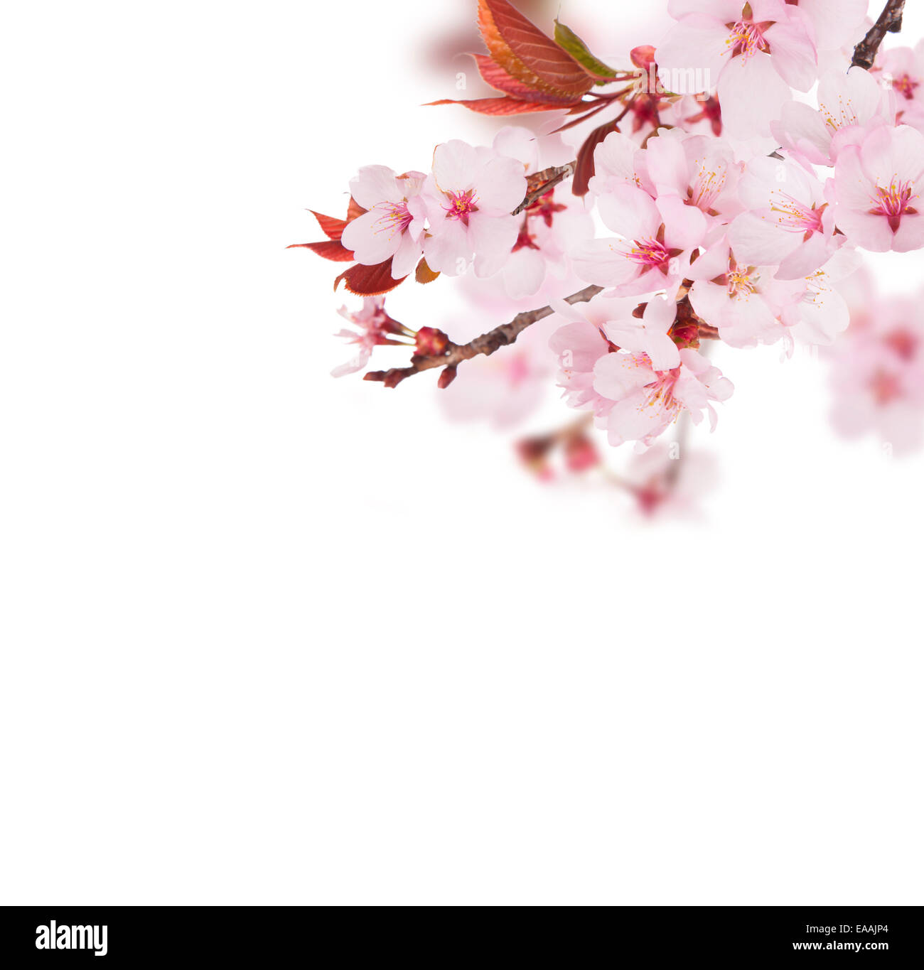 Spring blossoms on tree branch Stock Photo - Alamy
