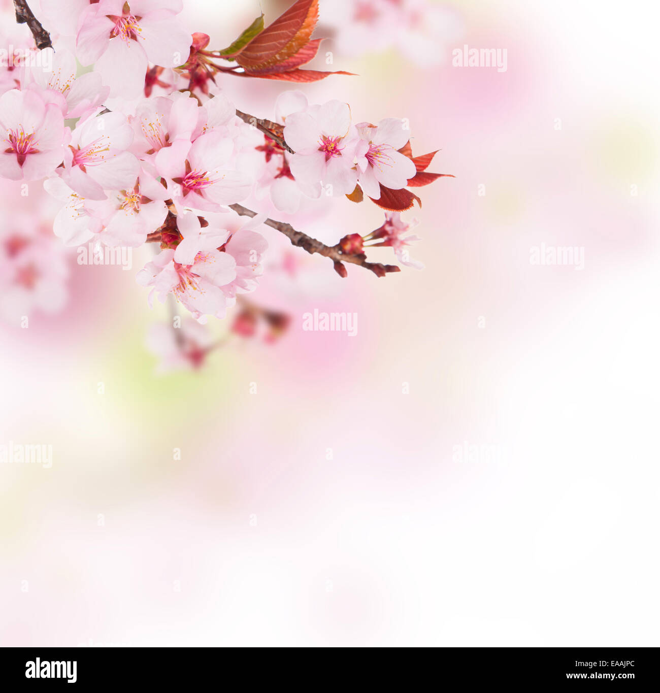 Blossom tree branch hi-res stock photography and images - Alamy